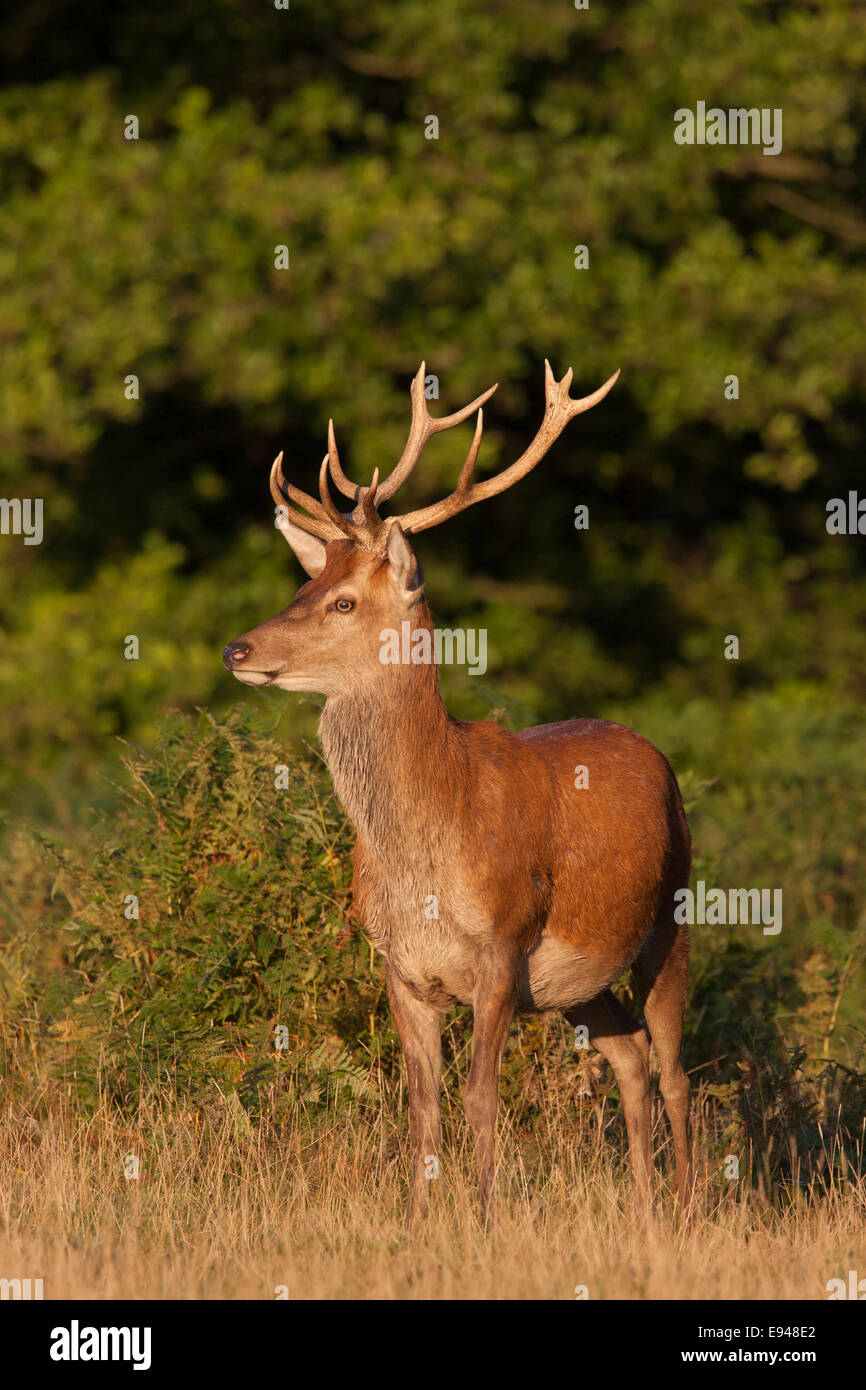 Stag in sun hi-res stock photography and images - Alamy