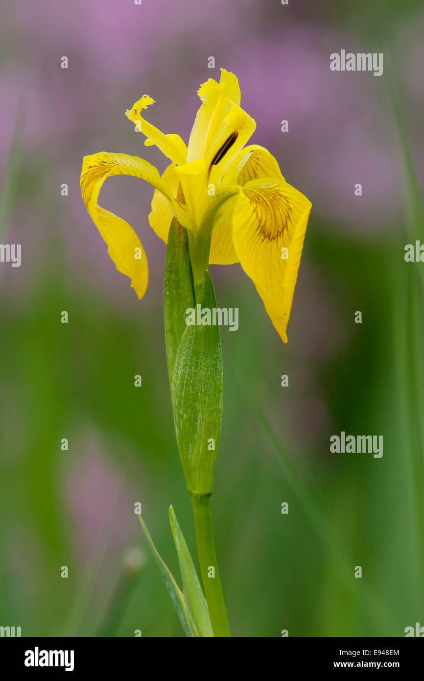 Closeup of a single Yellow Iris Stock Photo - Alamy