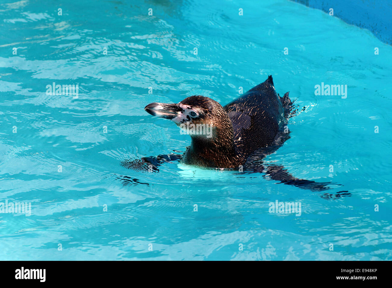 Burrowing penguin hi-res stock photography and images - Alamy
