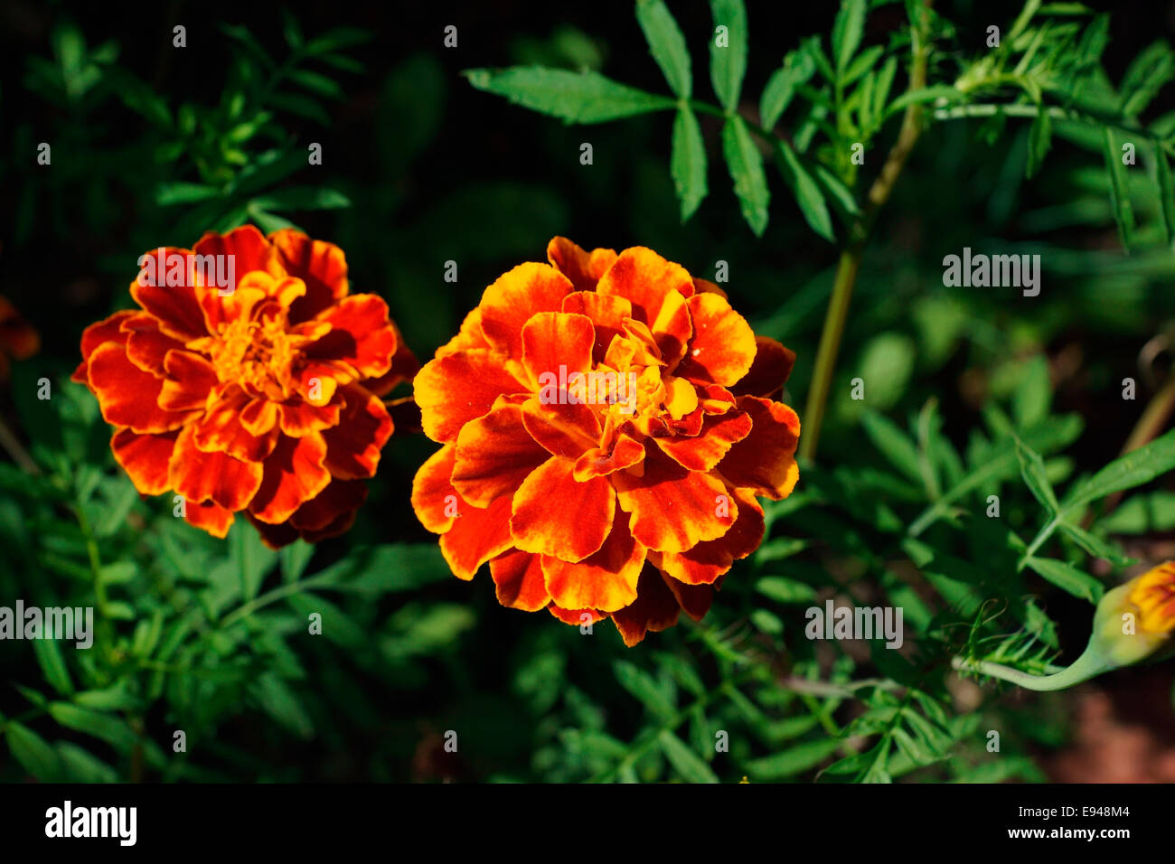 Scarlet marigolds hi-res stock photography and images - Alamy