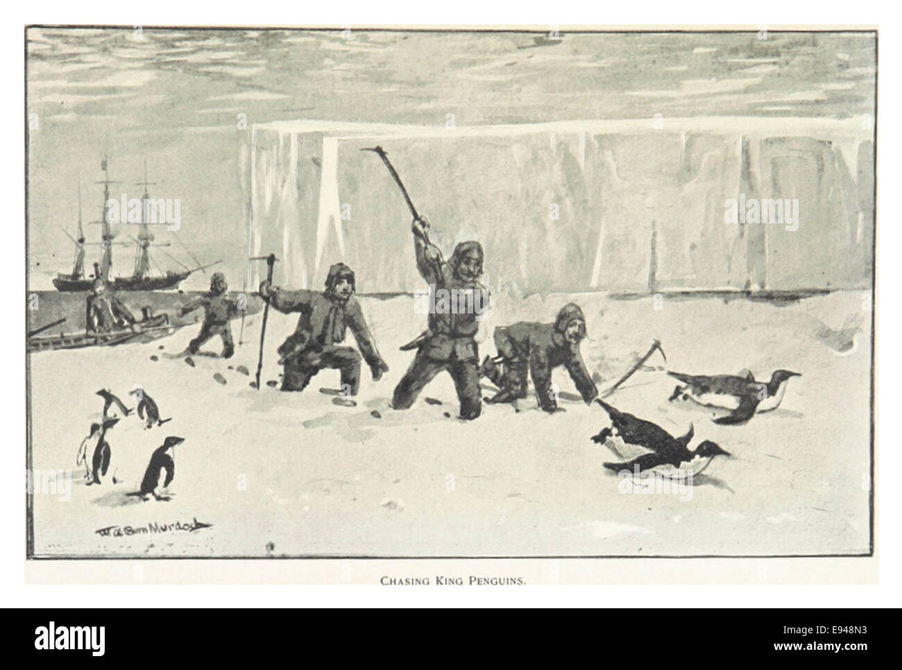 An 1896 illustration of an expedition chasing king penguins, capturing ...