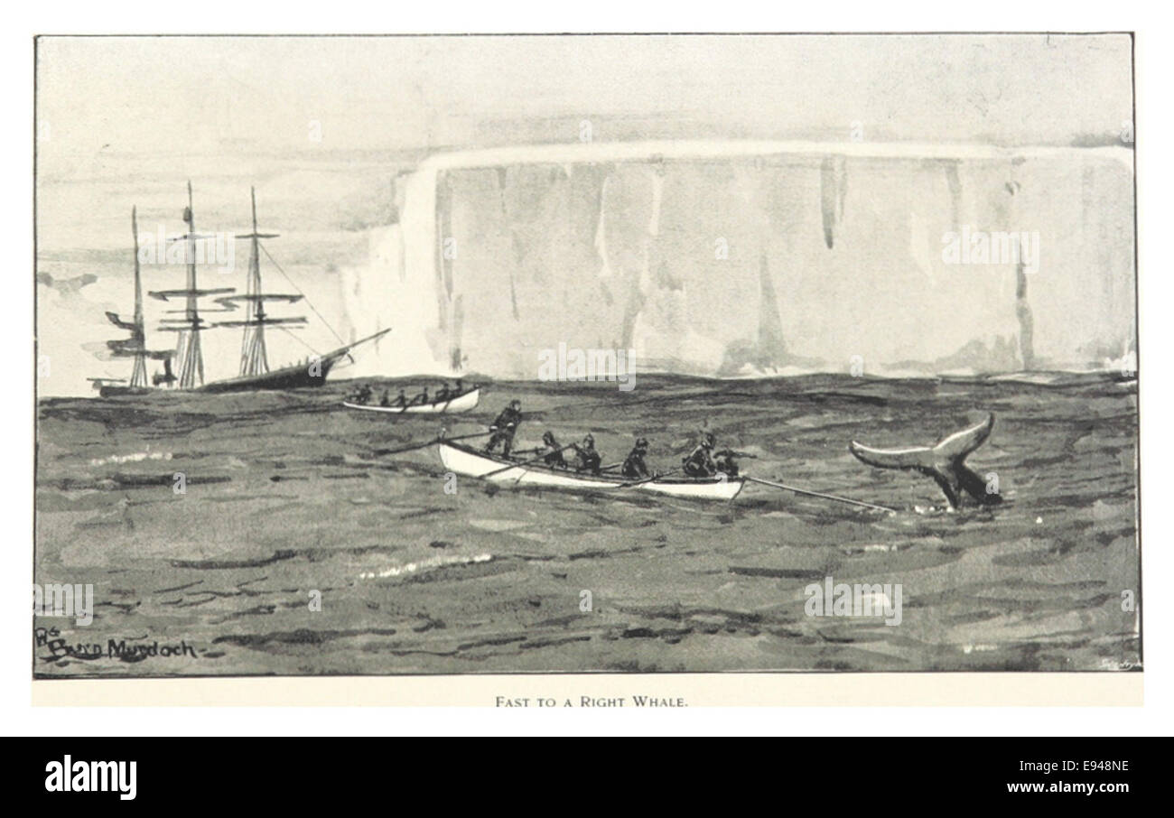 This 1896 illustration by Bull depicts the process of whaling ...