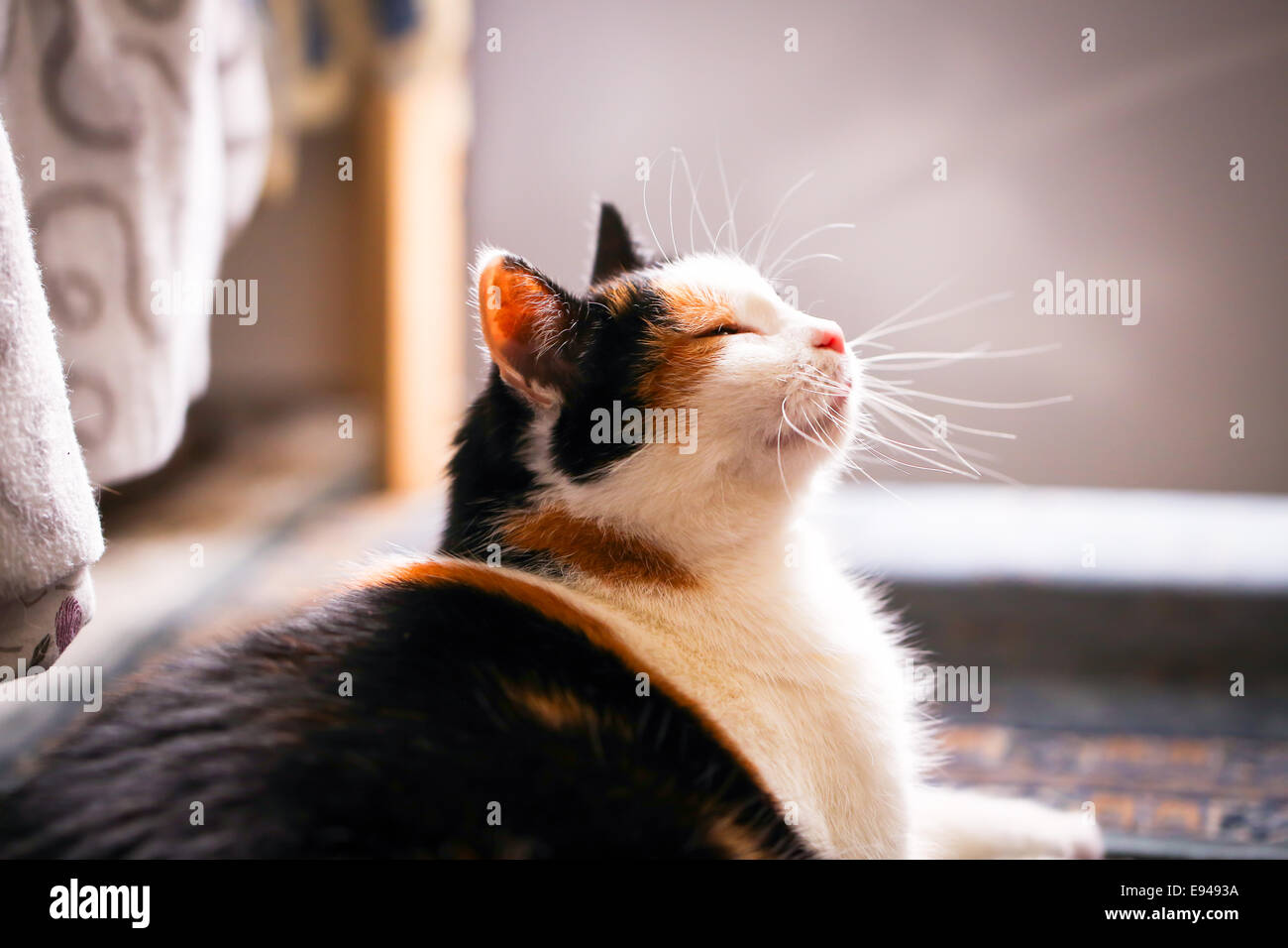Black calico cat hi-res stock photography and images - Alamy