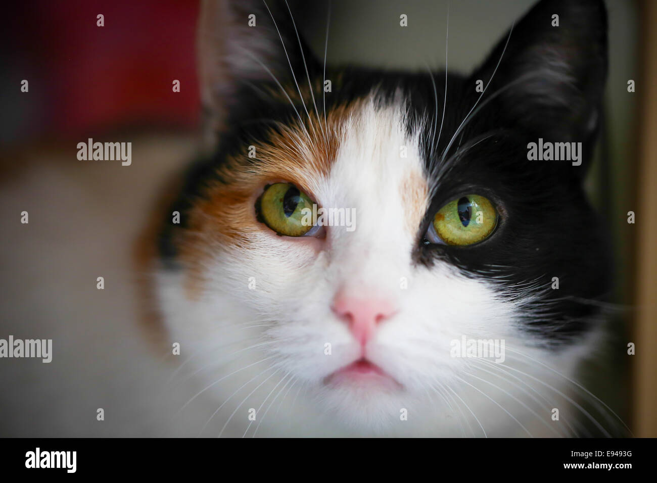 Black calico cat hi-res stock photography and images - Alamy