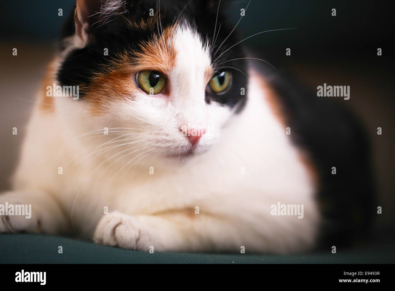 Black calico cat hi-res stock photography and images - Alamy