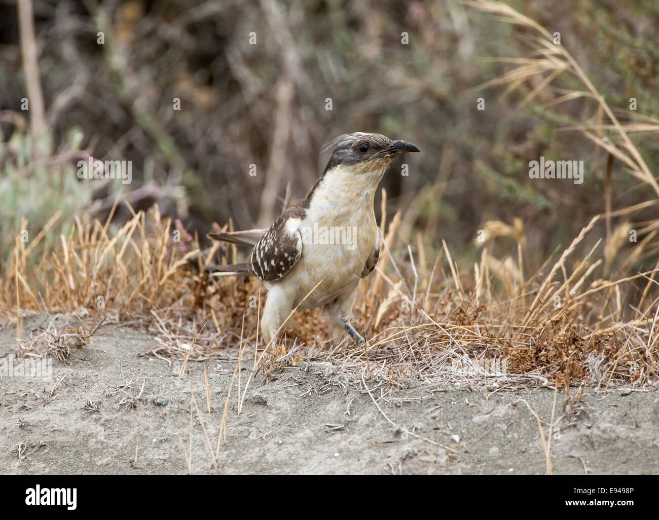 Great Spotted Cuckoo Clamator glandarius Akrotiri gravel pits Cyprus ...