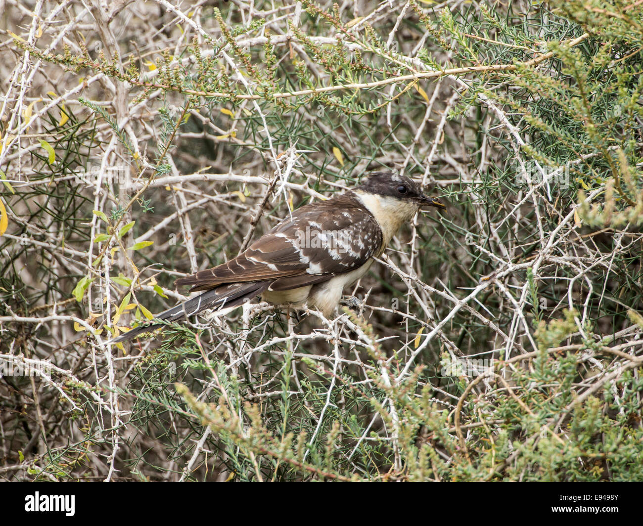 Great Spotted Cuckoo Clamator glandarius Akrotiri gravel pits Cyprus ...