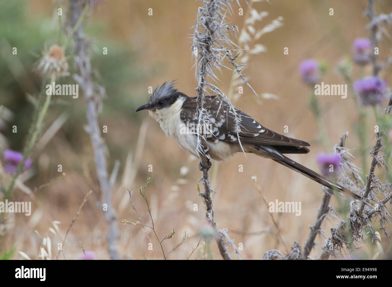 Great Spotted Cuckoo Clamator glandarius Akrotiri gravel pits Cyprus ...