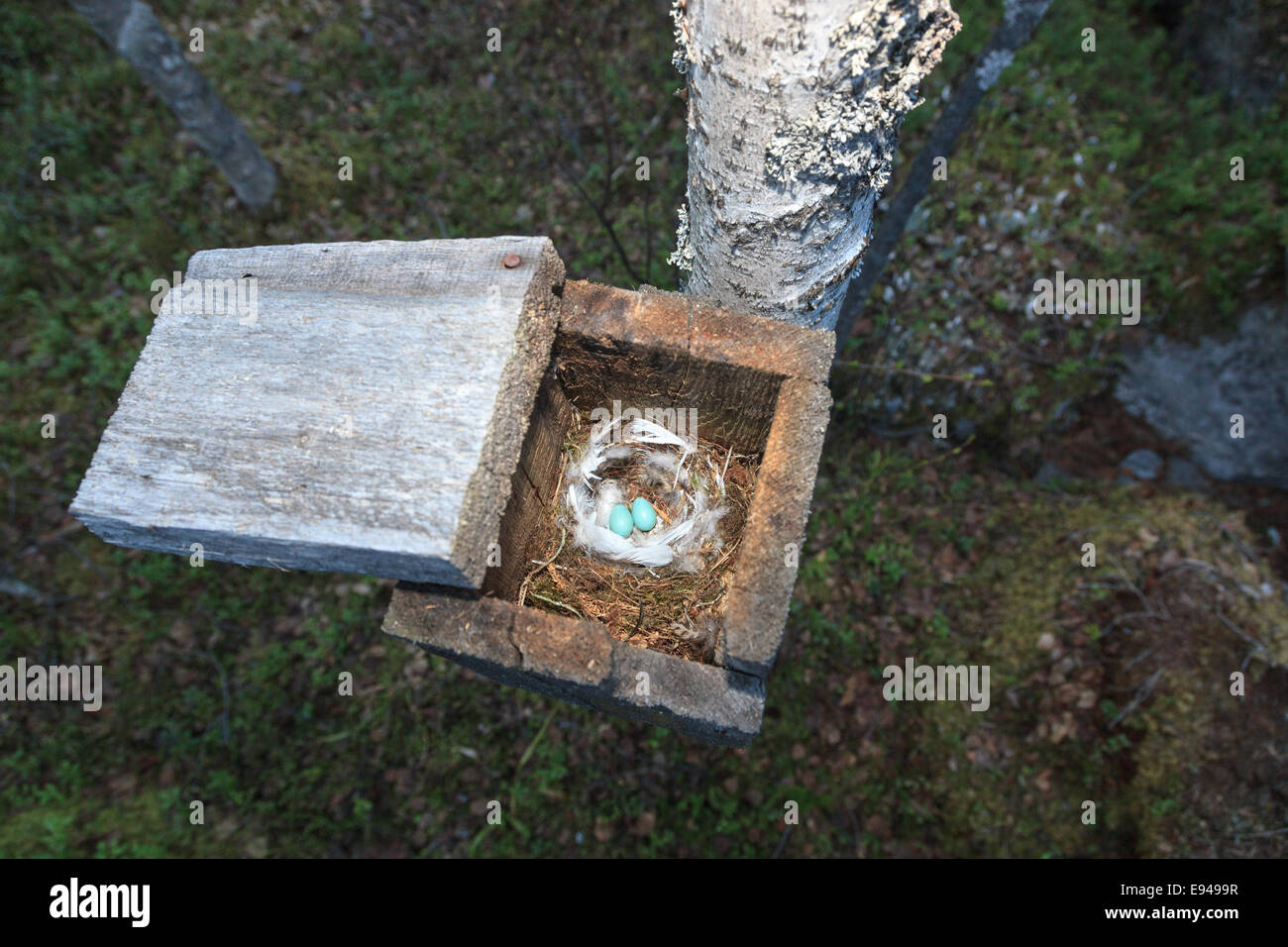 Redstart Nest Box High Resolution Stock Photography and Images - Alamy