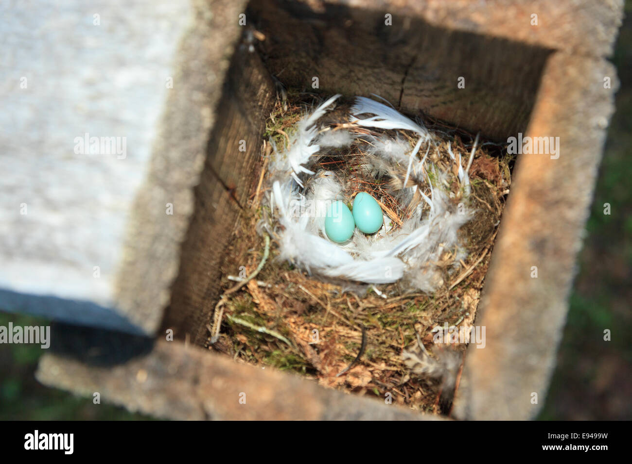 Redstart Nest Box High Resolution Stock Photography and Images - Alamy