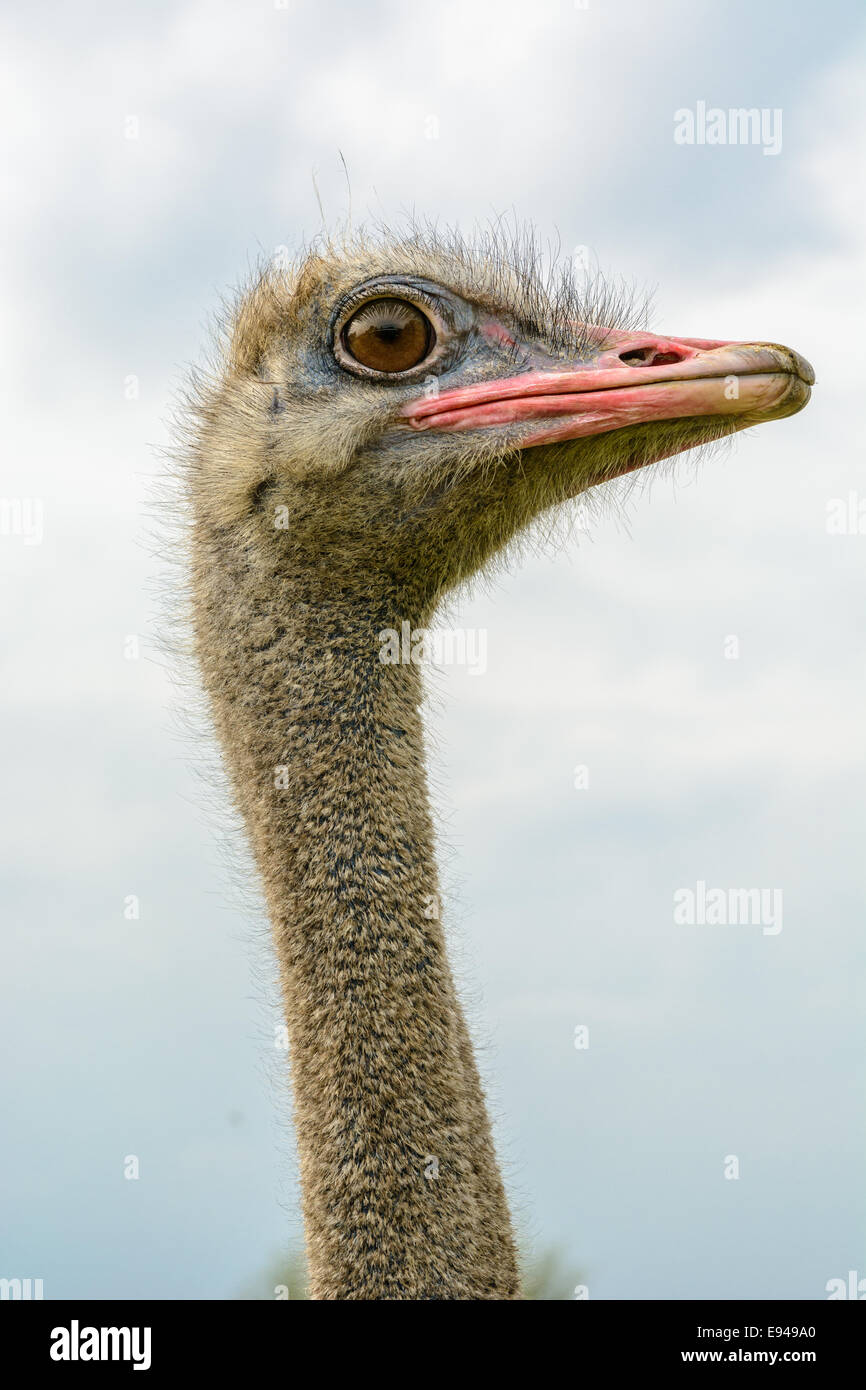 Portrait of a staring Ostrich Stock Photo - Alamy