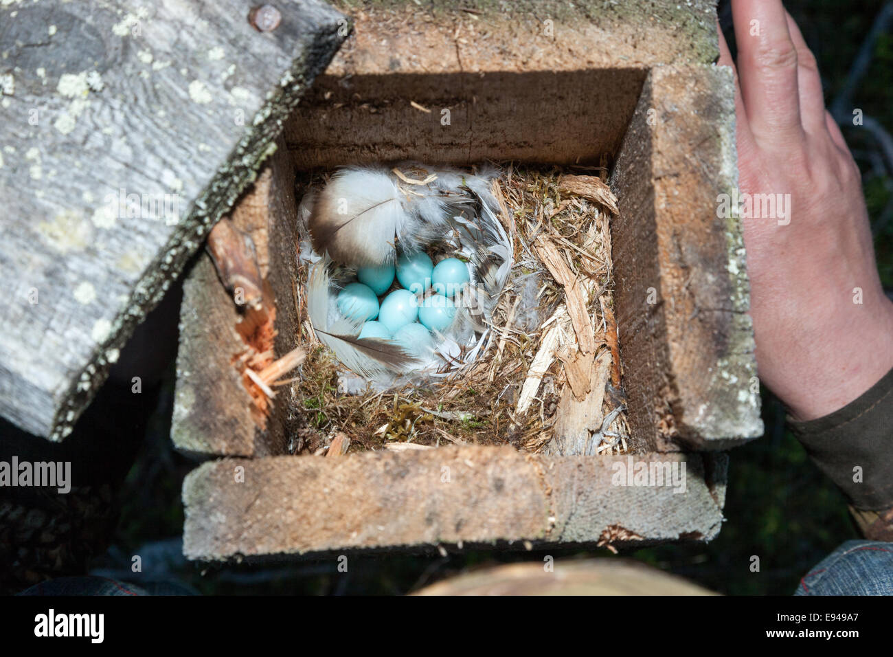 Redstart Nest Box High Resolution Stock Photography and Images - Alamy