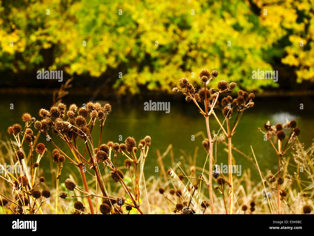 Outdoor fall plants hi-res stock photography and images - Alamy