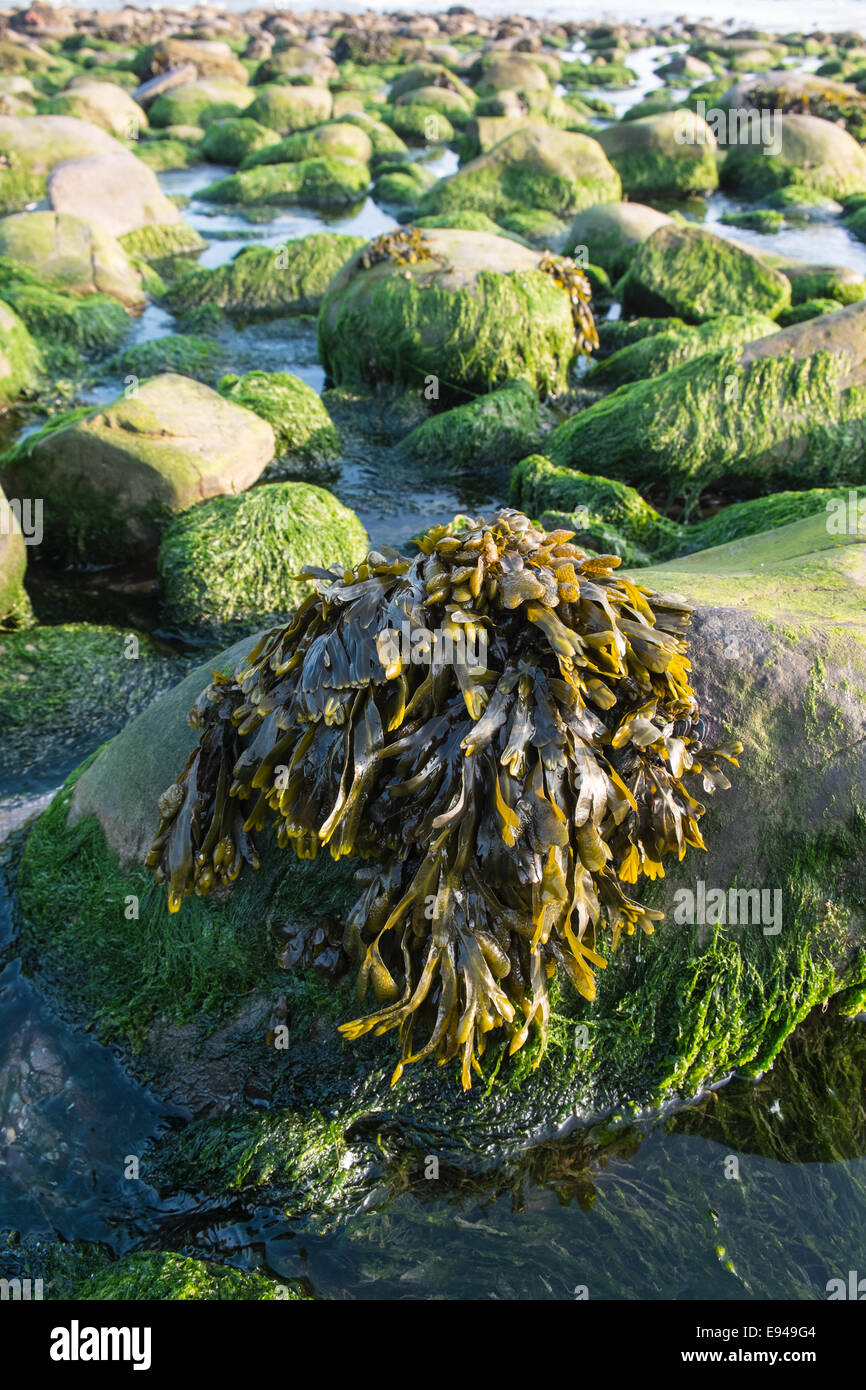 Seaweed on the rocks at the beach at Wiseman's Bridge, near Narbeth ...
