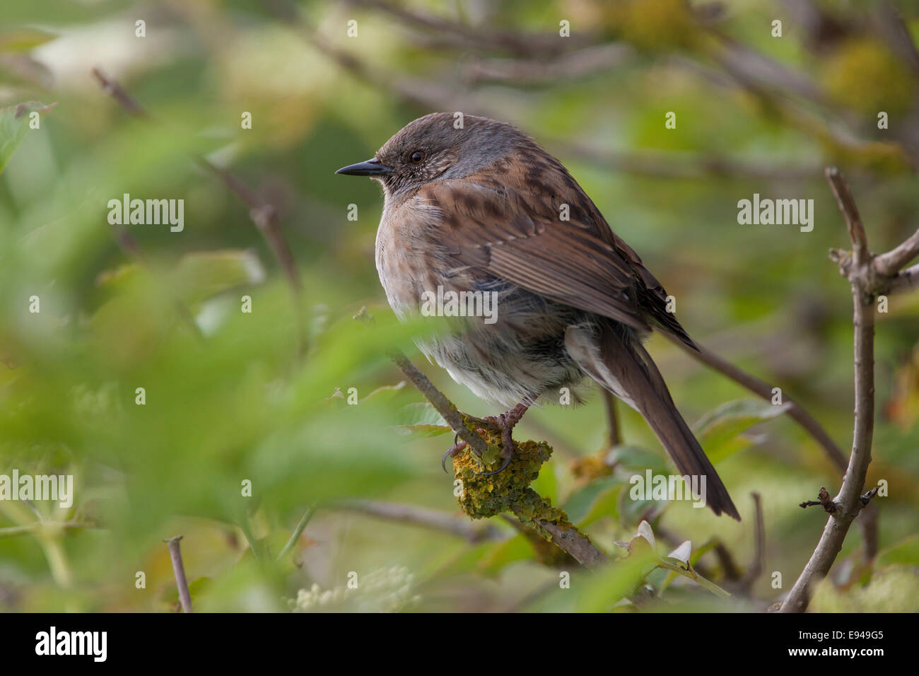 Juvenile dunnock hi-res stock photography and images - Alamy
