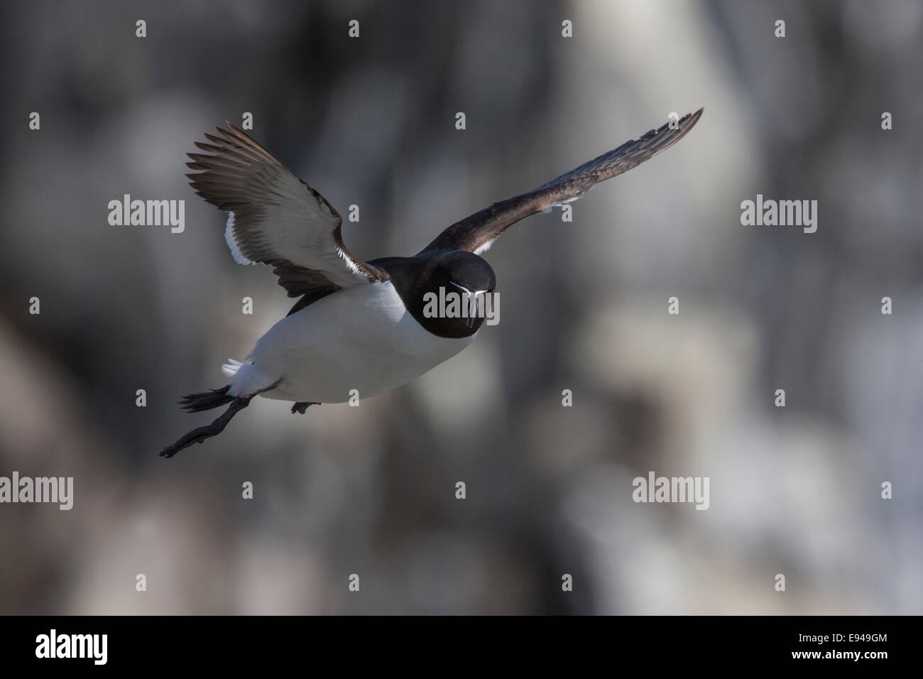 Razorbill hovering off the cliffs edge on the Isle of May Stock Photo ...