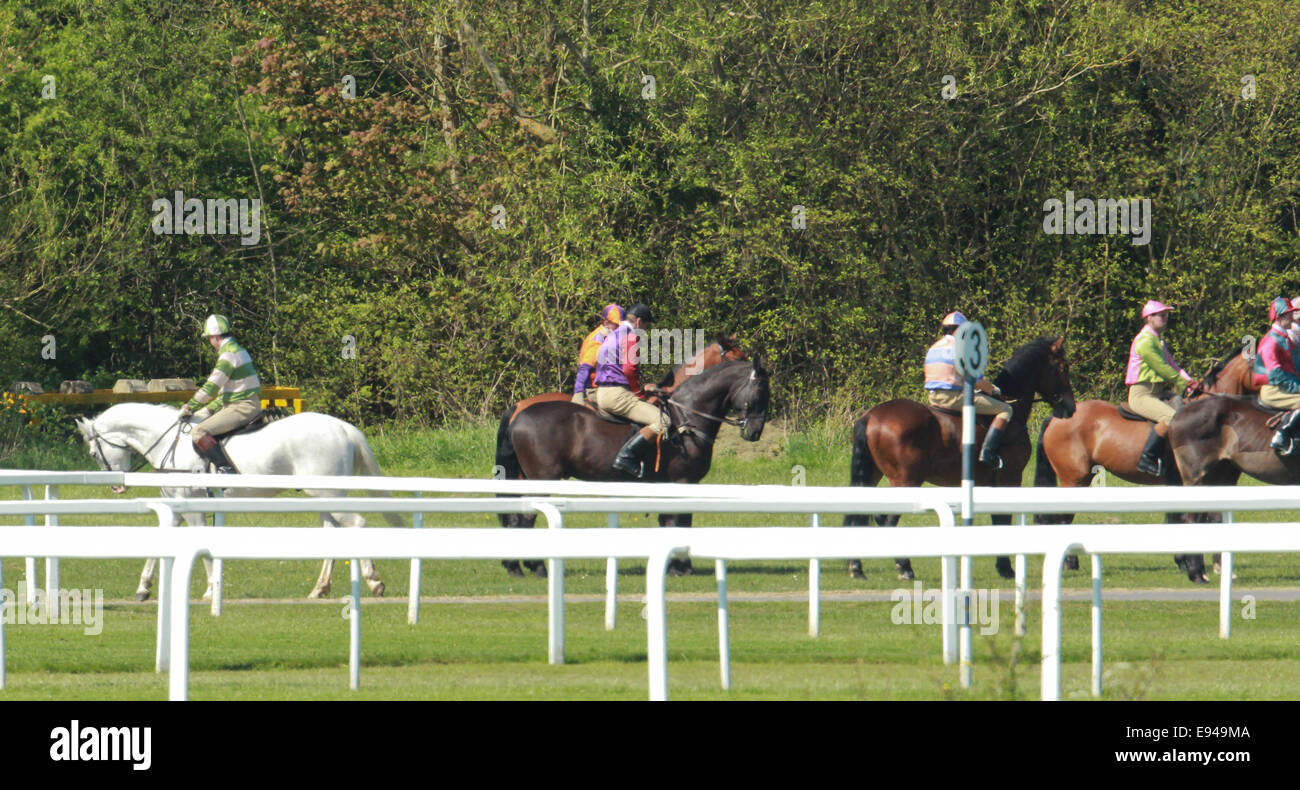 Anmer horse hi-res stock photography and images - Alamy