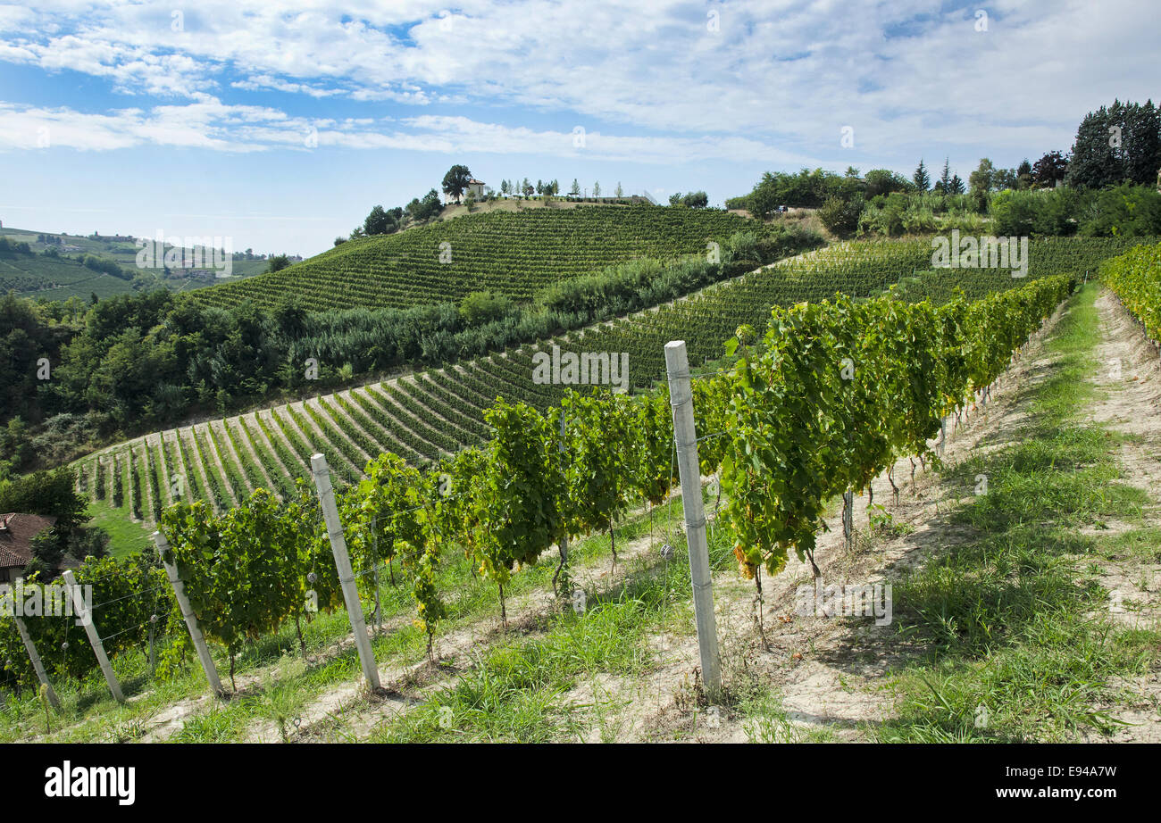 Italy,panorama of vineyards of Piedmont: Langhe-Roero and Monferrato on ...