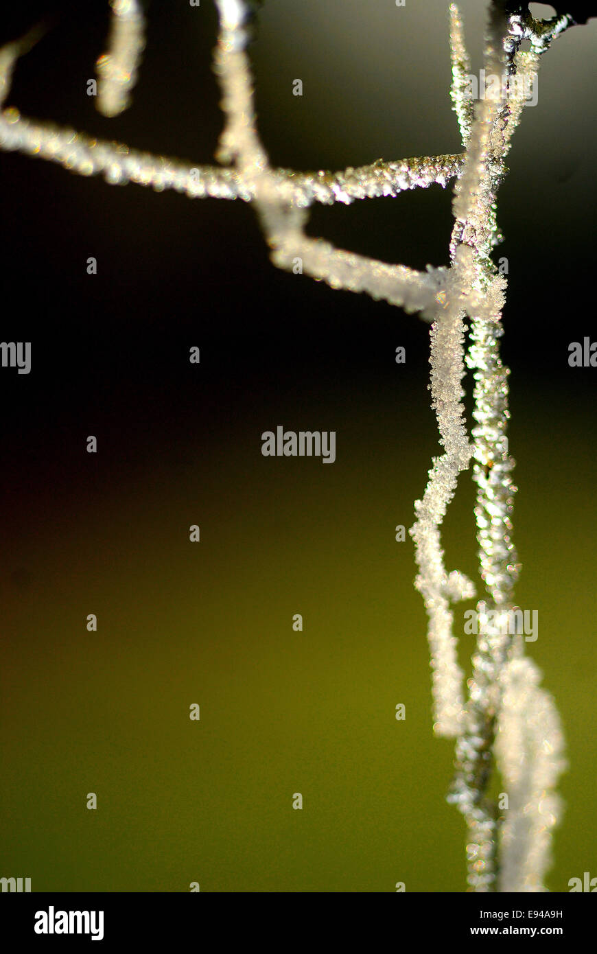 Cobweb laced with frost Stock Photo - Alamy