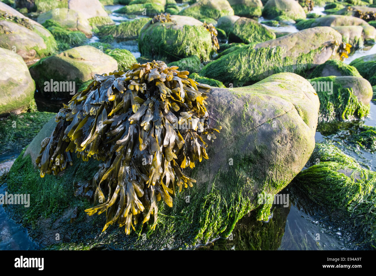 Seaweed on the rocks at the beach at Wiseman's Bridge, near Narbeth ...