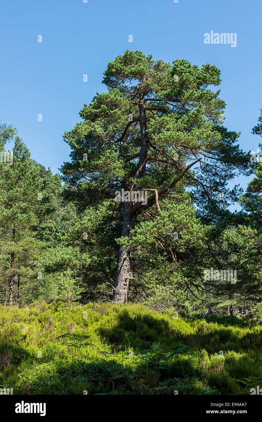 Old caledonian pine forest hi-res stock photography and images - Alamy