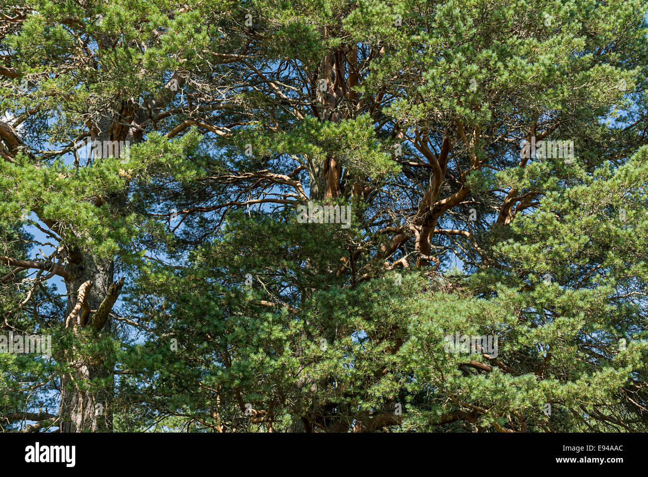 Scots Pine Trees Stock Photo - Alamy