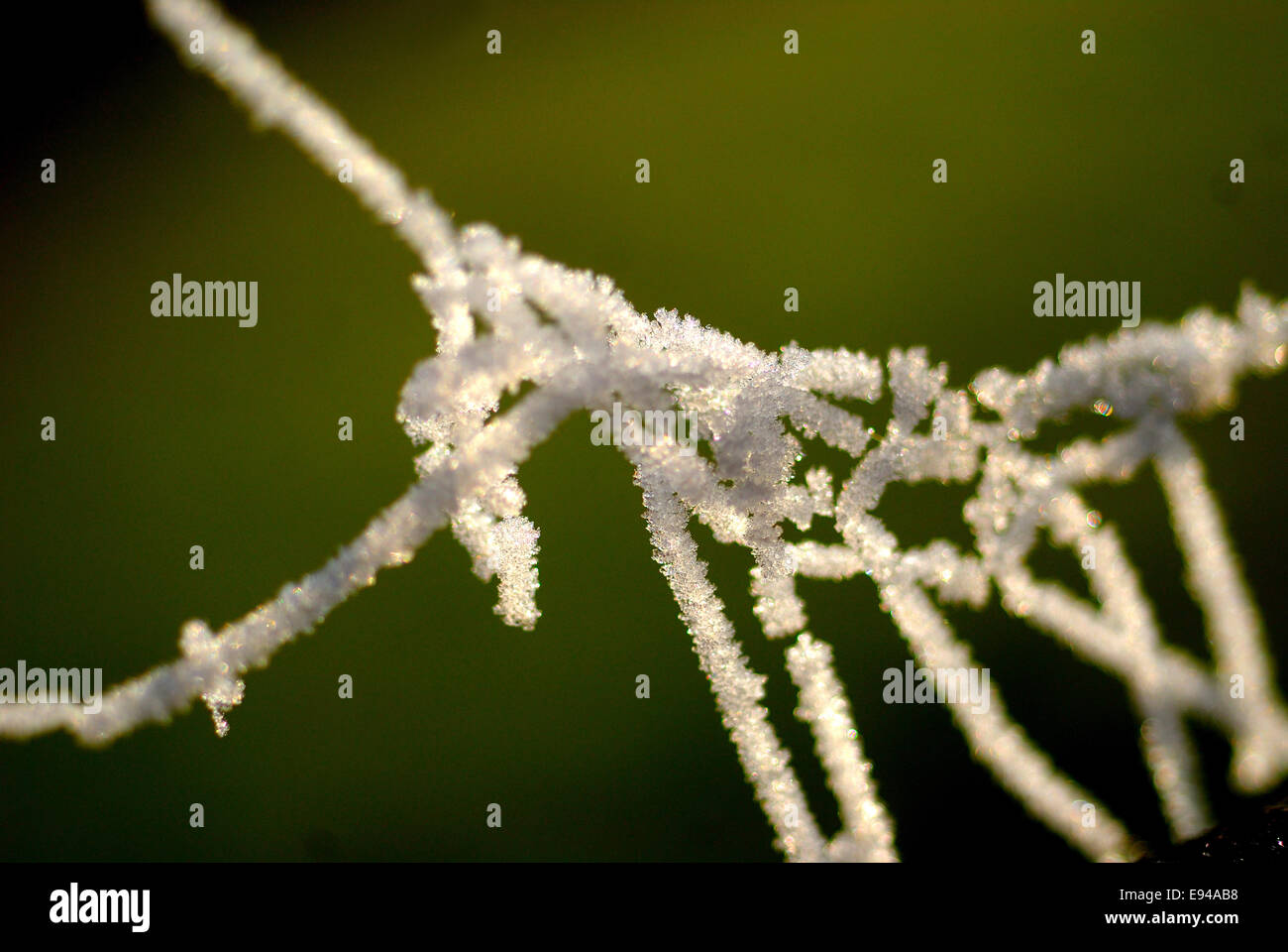 Cobweb laced with frost Stock Photo - Alamy