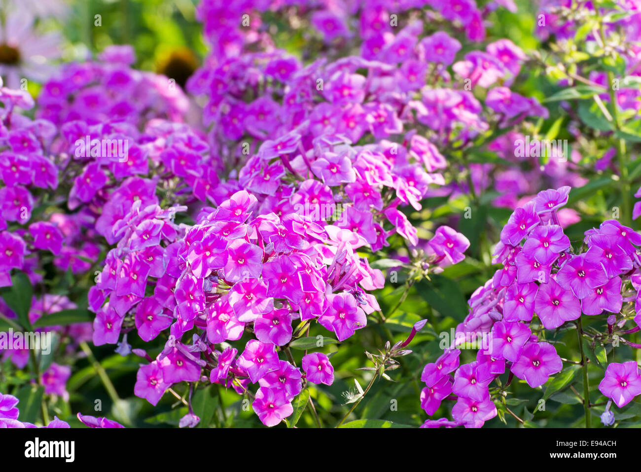 Pink Phlox flower - genus of flowering herbaceous plants Stock Photo ...
