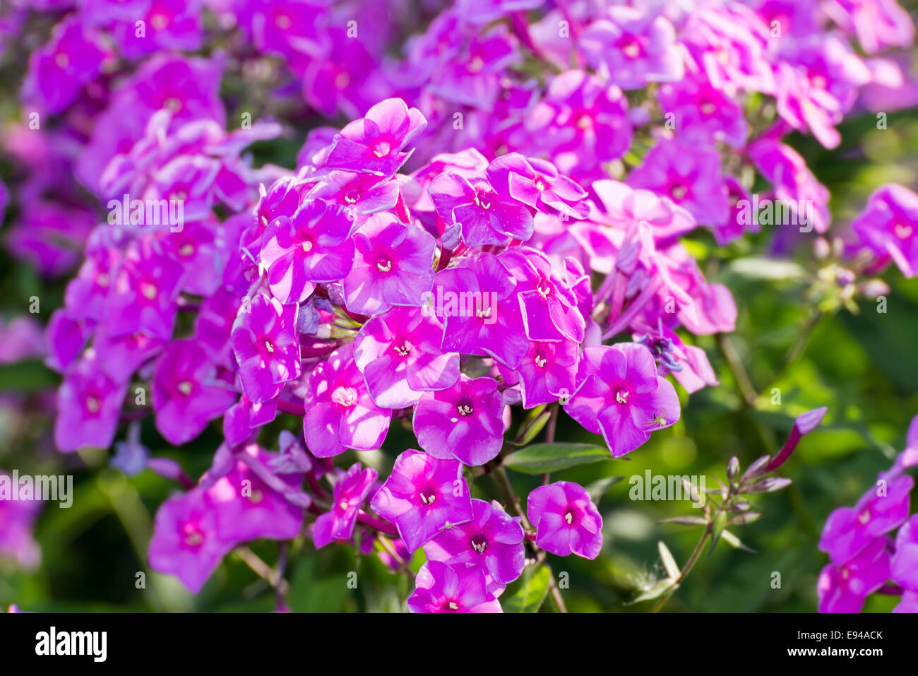 Pink Phlox flower - genus of flowering herbaceous plants Stock Photo ...