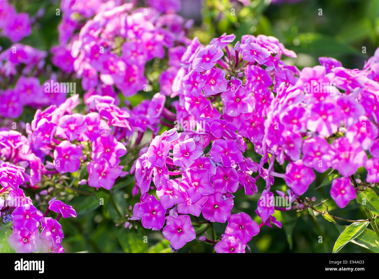 Pink Phlox flower - genus of flowering herbaceous plants Stock Photo ...
