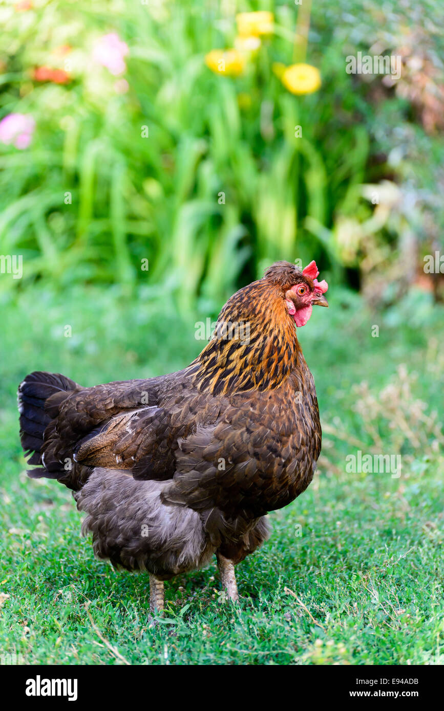 egg laying hens in the yard Stock Photo - Alamy