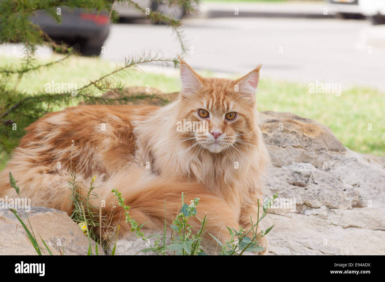 The Maine Coon, also known as American Longhair, is the bigest ...