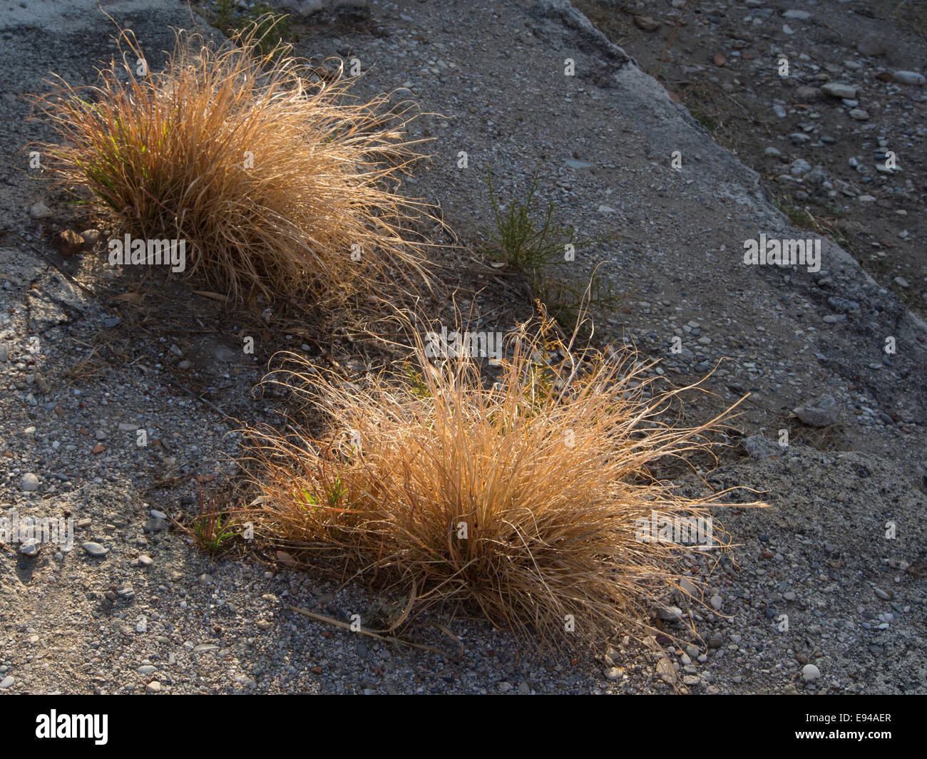 Sandy grass texture hi-res stock photography and images - Alamy
