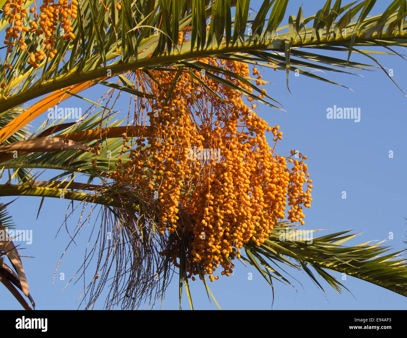 Close up of bright orange dates and leaves of a date palm Stock Photo ...
