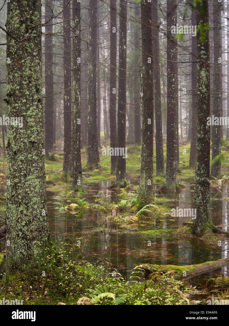 Waterlogged, flooded forest floor after heavy rain in Nordmarka Oslo ...