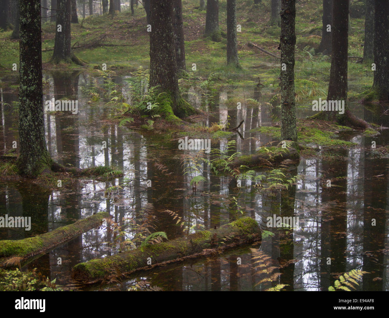 Waterlogged, flooded forest floor after heavy rain in Nordmarka Oslo ...