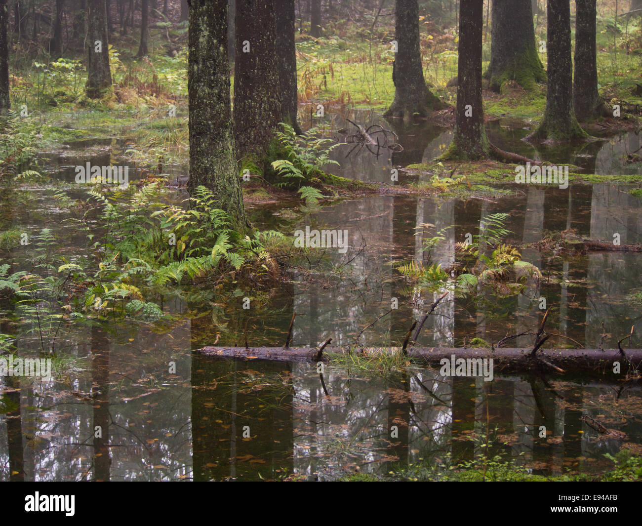 Waterlogged, flooded forest floor after heavy rain in Nordmarka Oslo ...