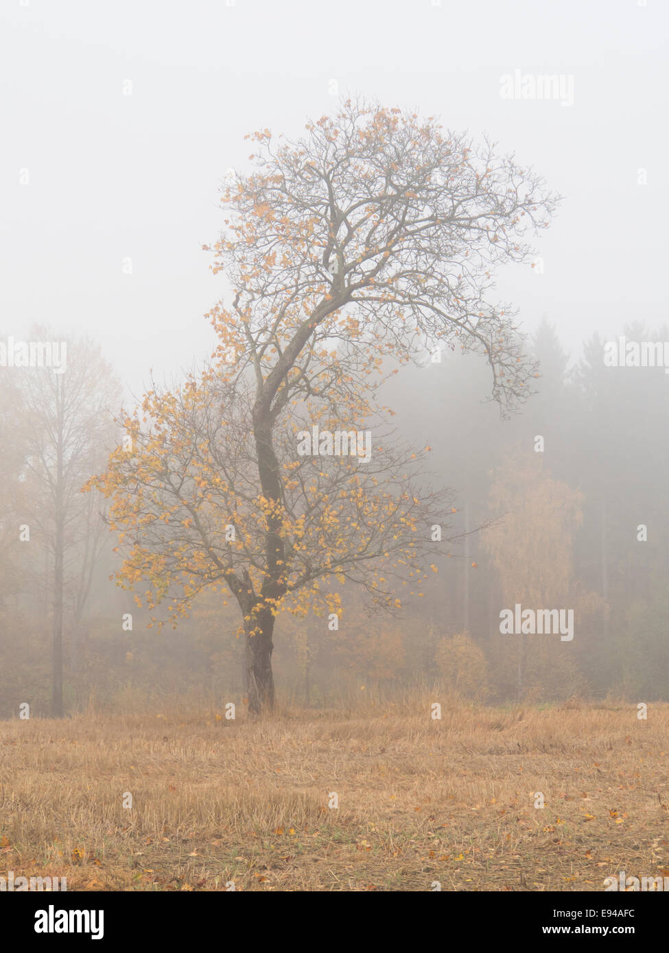 Fall colors in norway hi-res stock photography and images - Alamy
