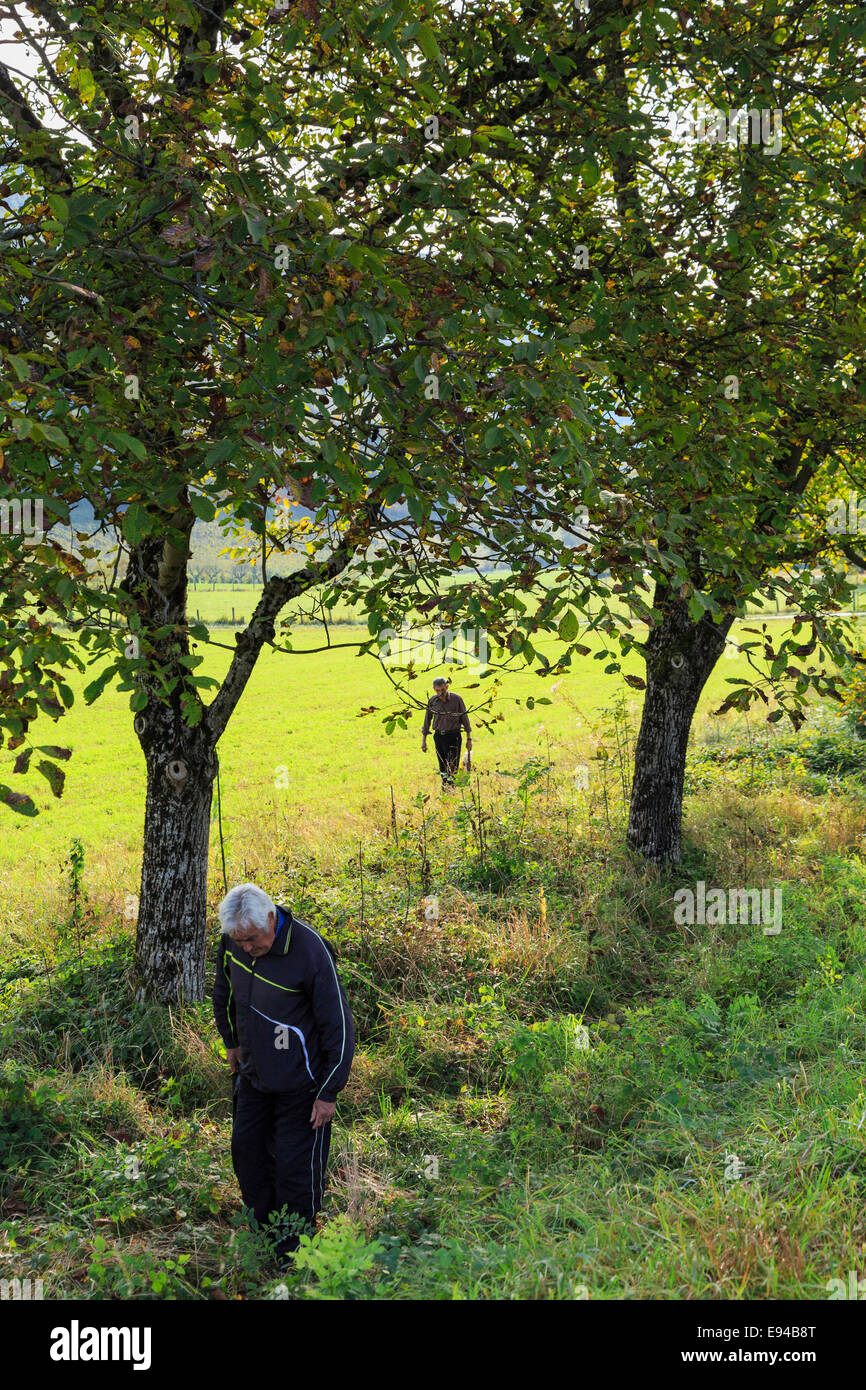 Local men collecting walnuts fallen from trees growing wild along ...
