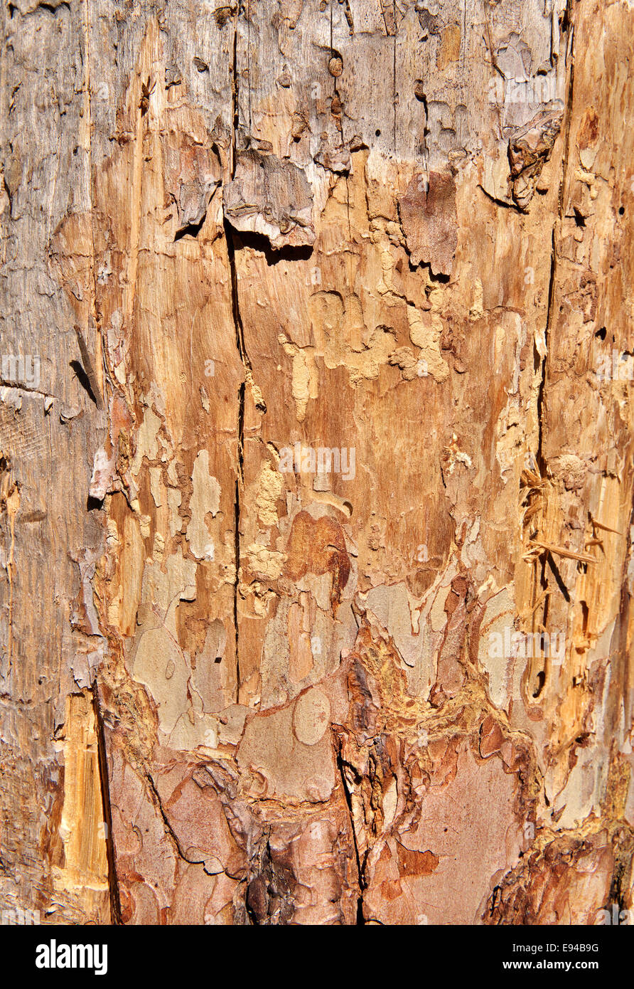 Log texture hi-res stock photography and images - Alamy