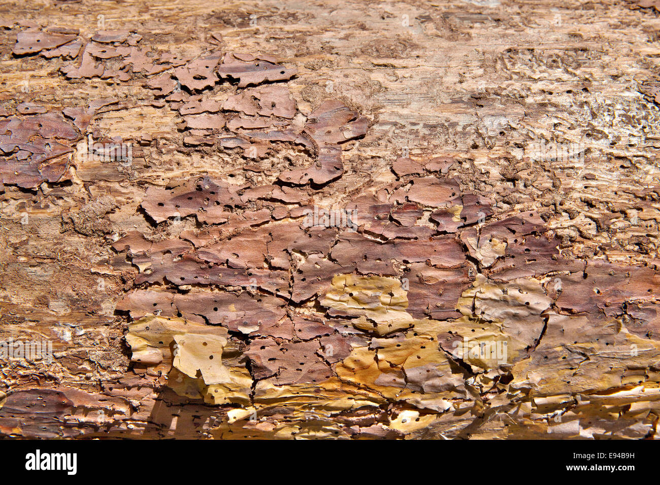 Log texture hi-res stock photography and images - Alamy