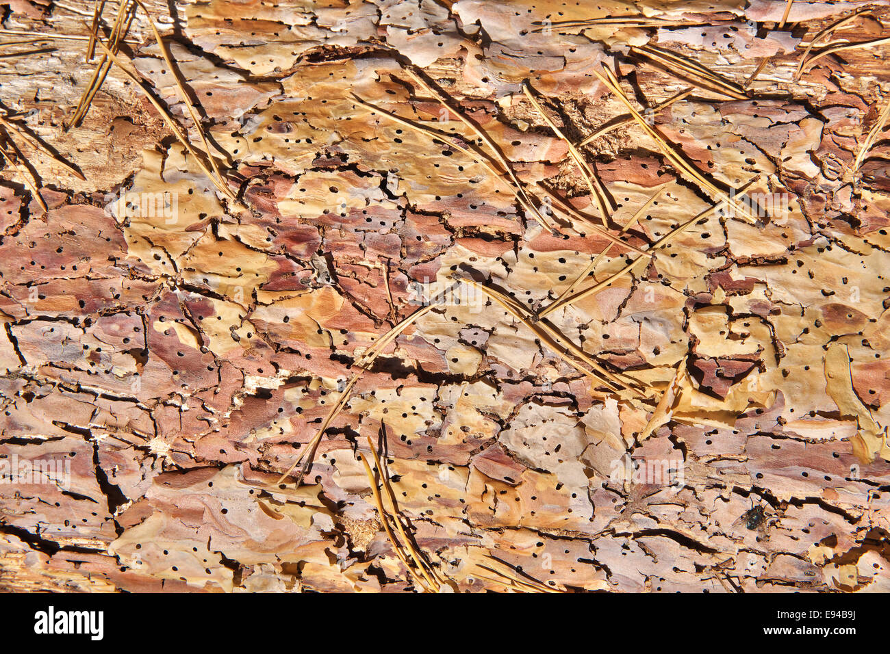 Log texture hi-res stock photography and images - Alamy