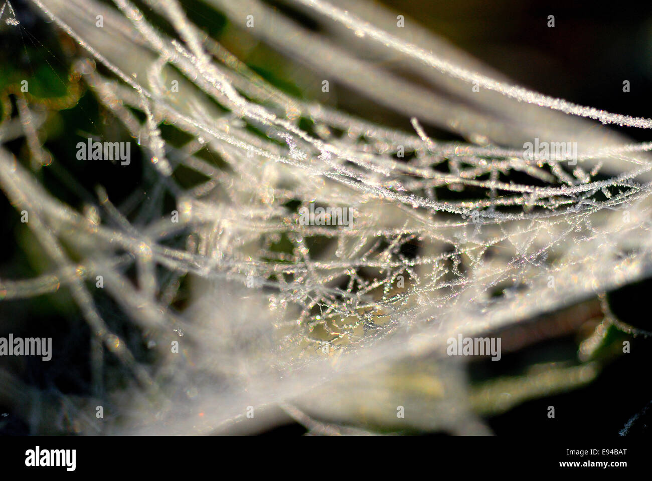 Cobweb laced with frost Stock Photo - Alamy
