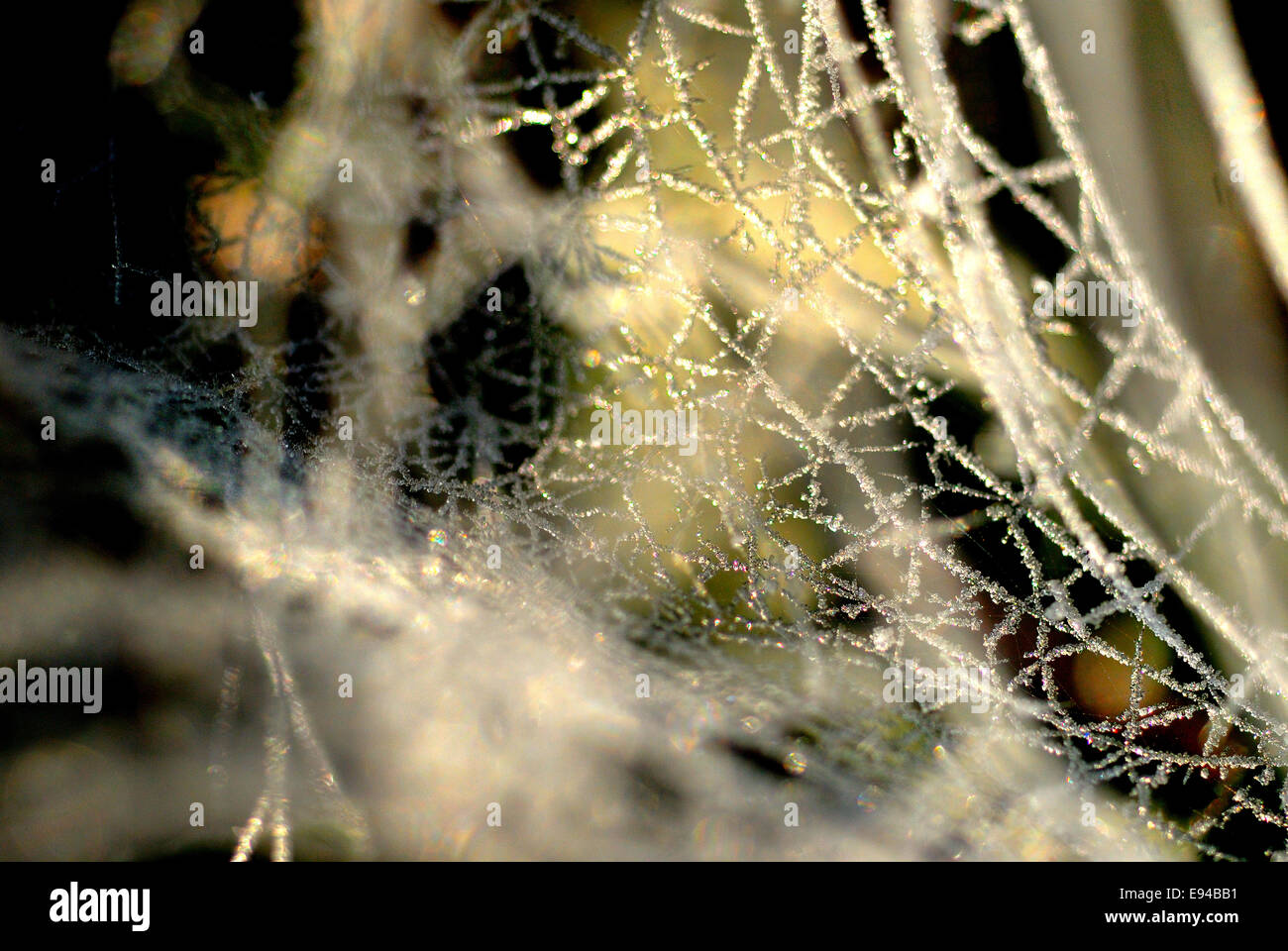 Frozen cobweb hi-res stock photography and images - Alamy