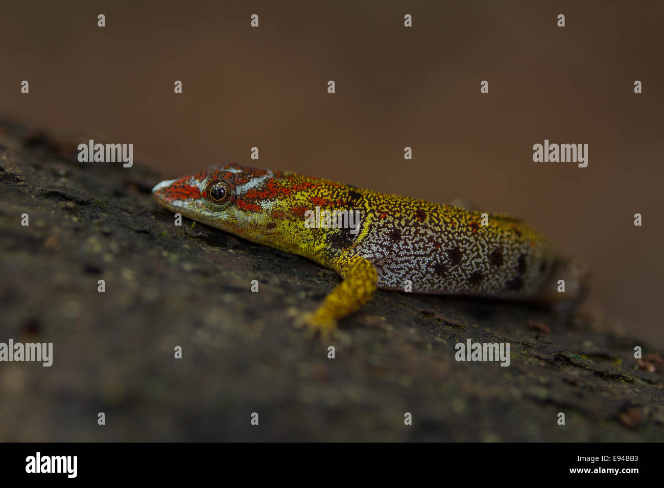 A Bridled Forest Gecko (Gonatodes humeralis) sitting on a tree trunk in ...