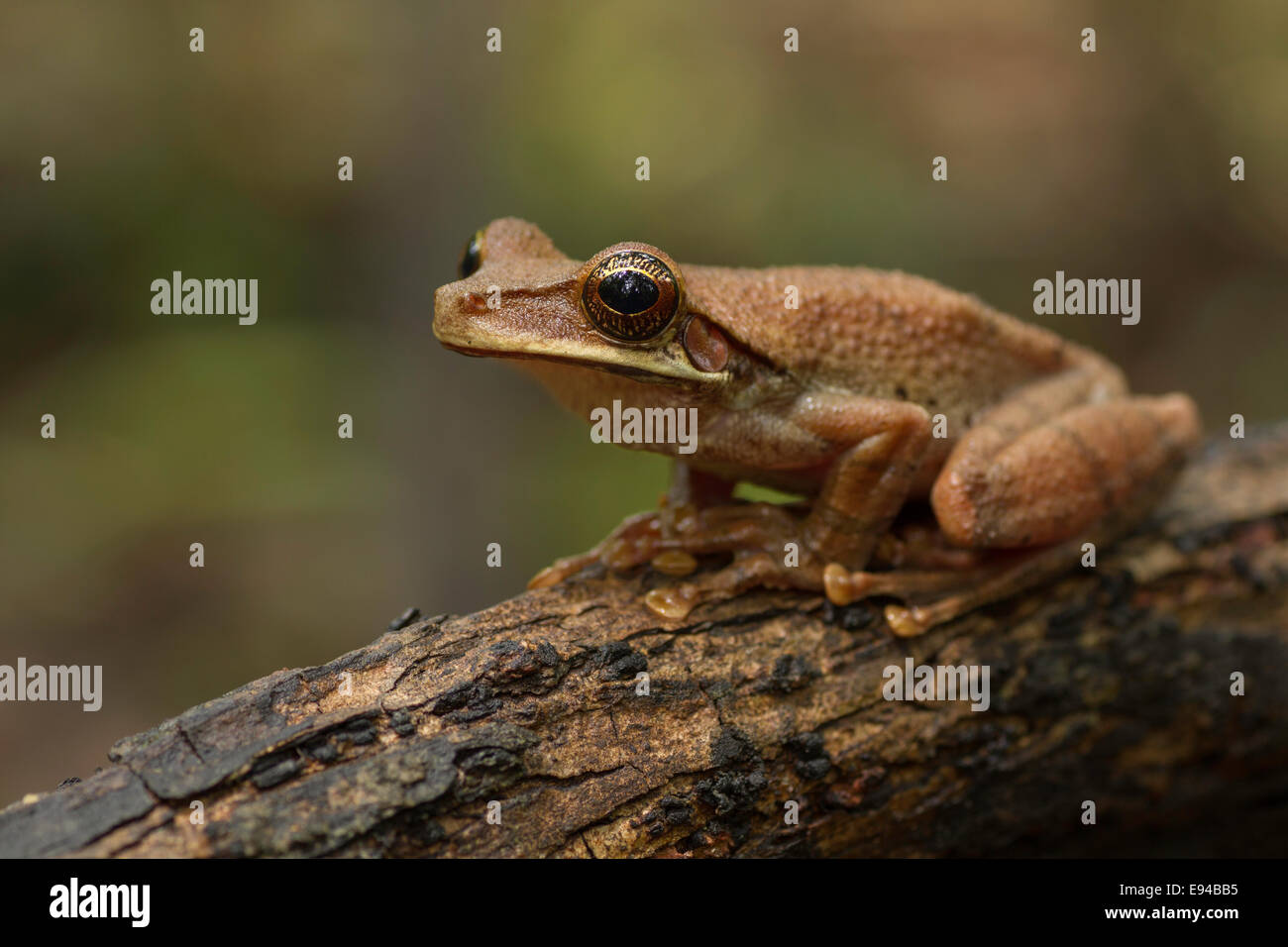 Amazon rainforest tree frog hi-res stock photography and images - Alamy