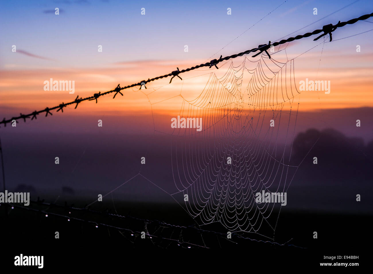 A cobweb on a barbed wire fence, against a bright dawn sky on a very ...