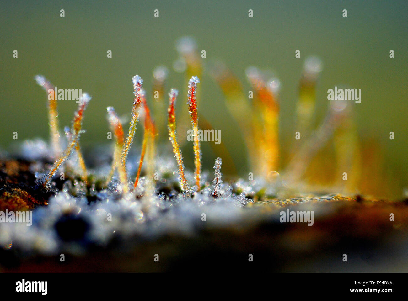Frozen tendrils hi-res stock photography and images - Alamy
