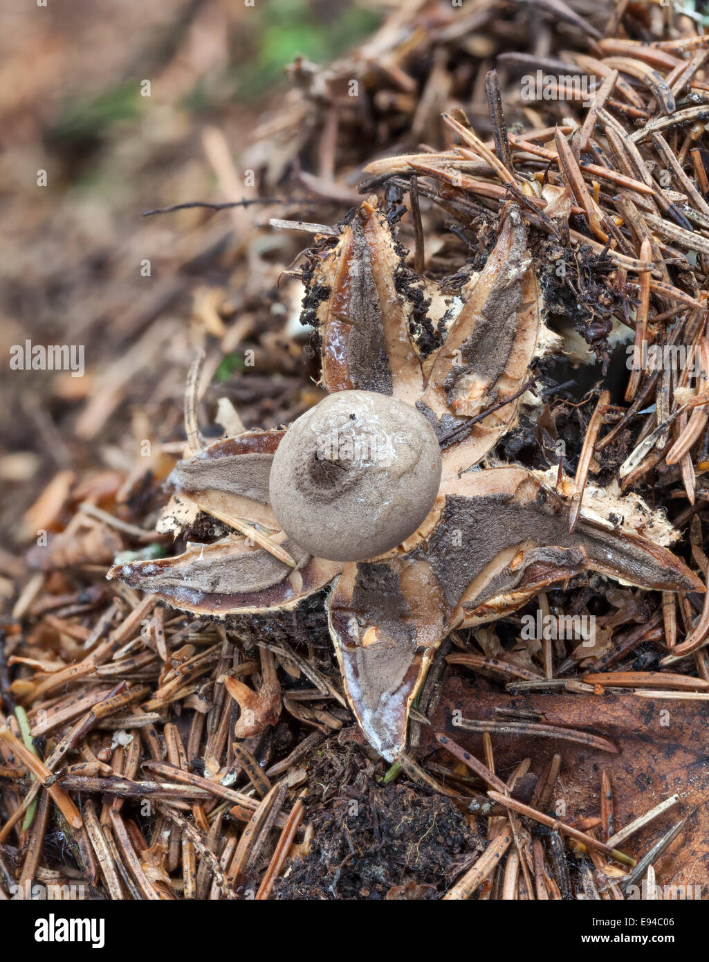 Beaked earthstar mushroom Stock Photo - Alamy