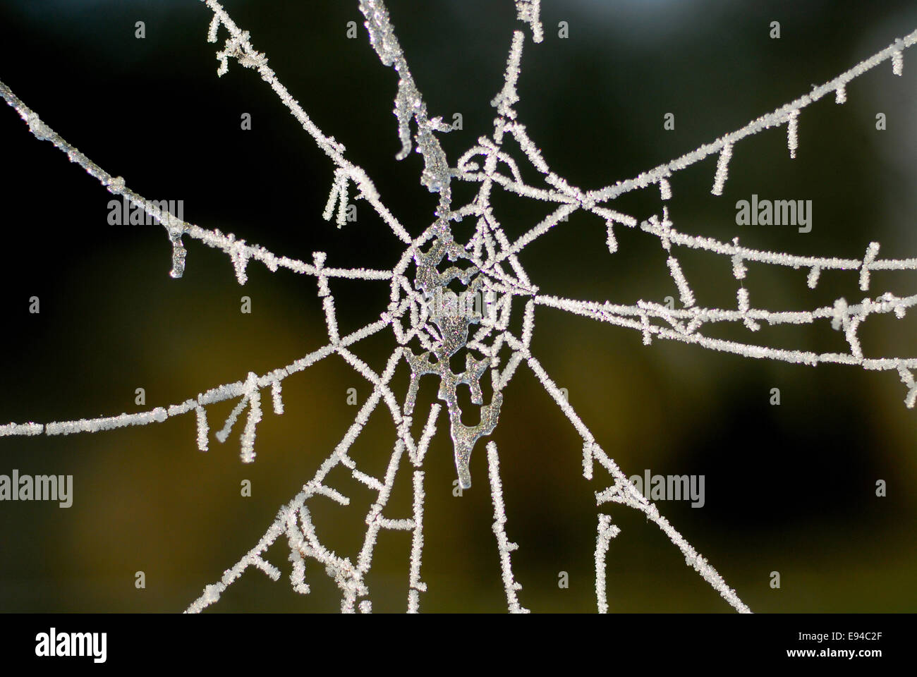 Cobweb ice frost hi-res stock photography and images - Alamy